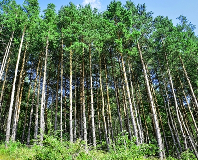 The EUDR Quick Guide | QIMA