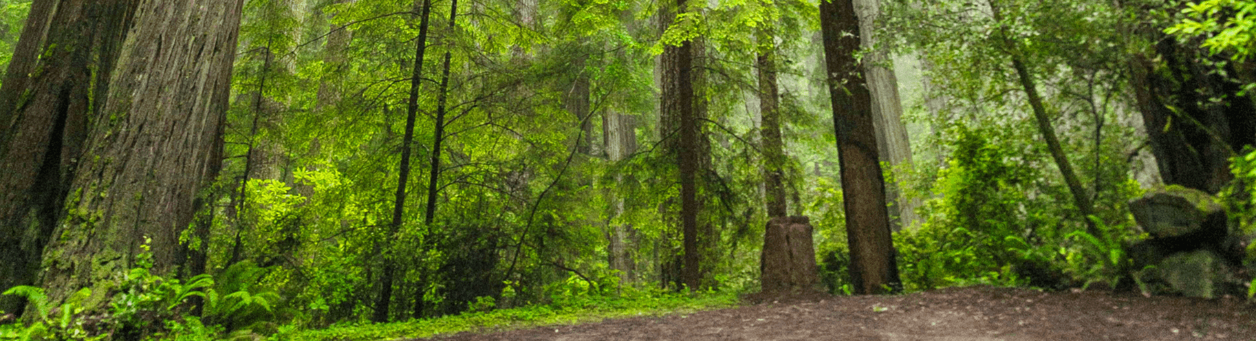 The EUDR Checklist | QIMA