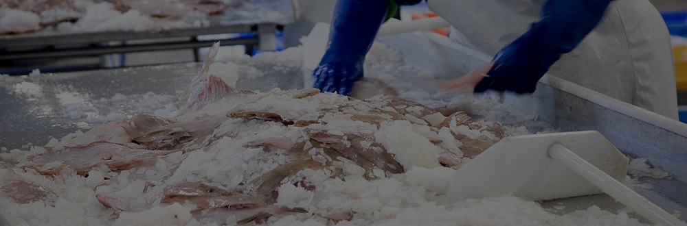 Seafood Certification, Inspections & Audits | QIMA